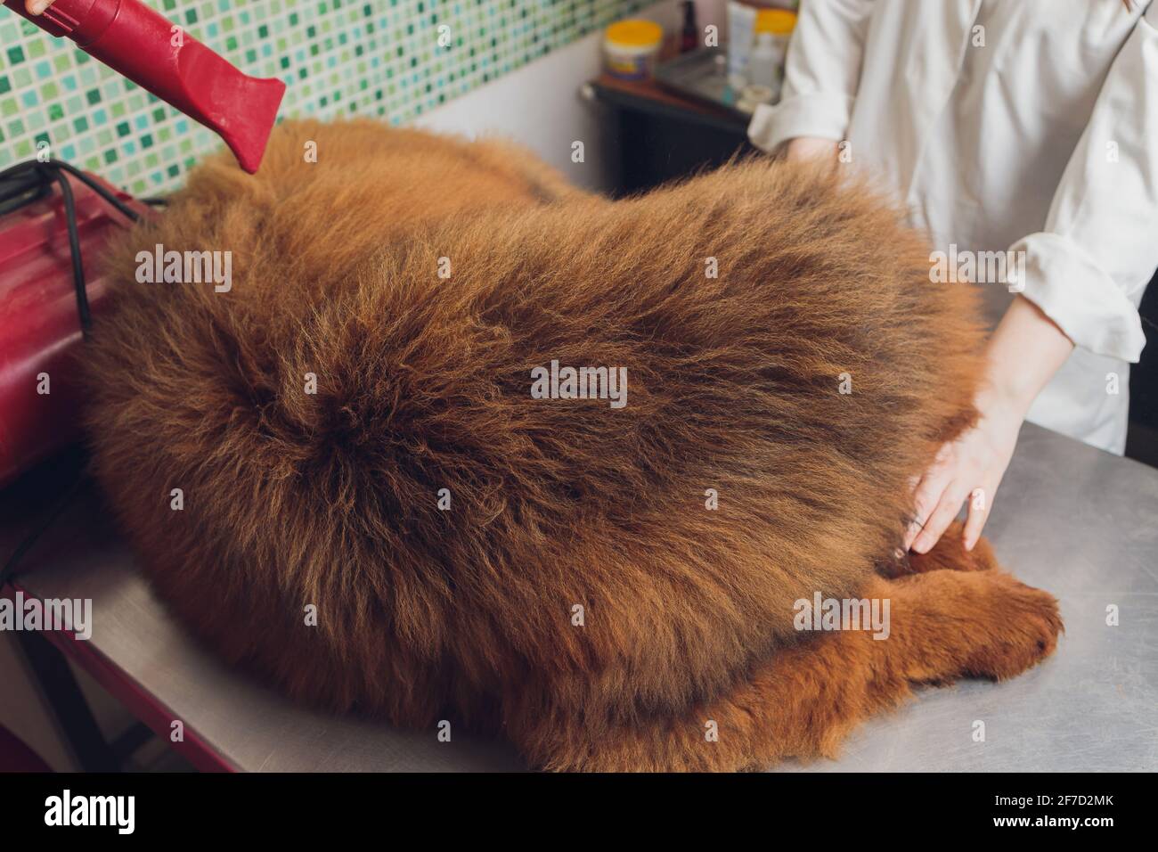 drying and combing wool of dog in grooming salon, professional groomer ...