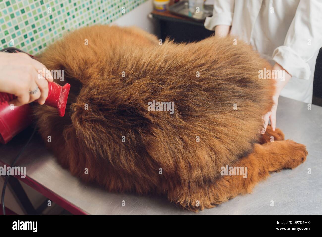 drying and combing wool of dog in grooming salon, professional groomer ...