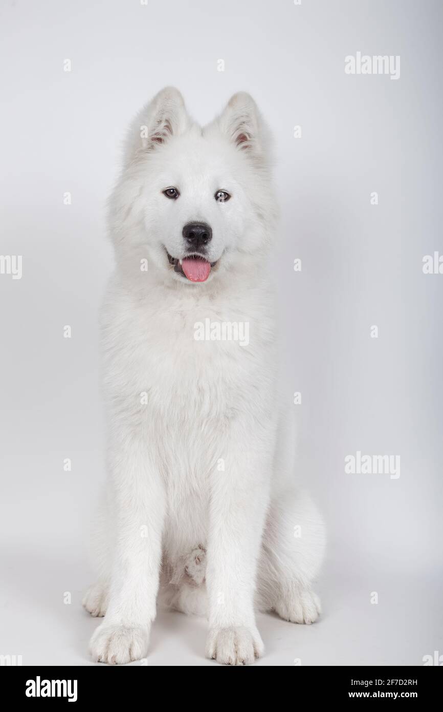 Young samoyed sitting looking at camera on a white background Stock ...