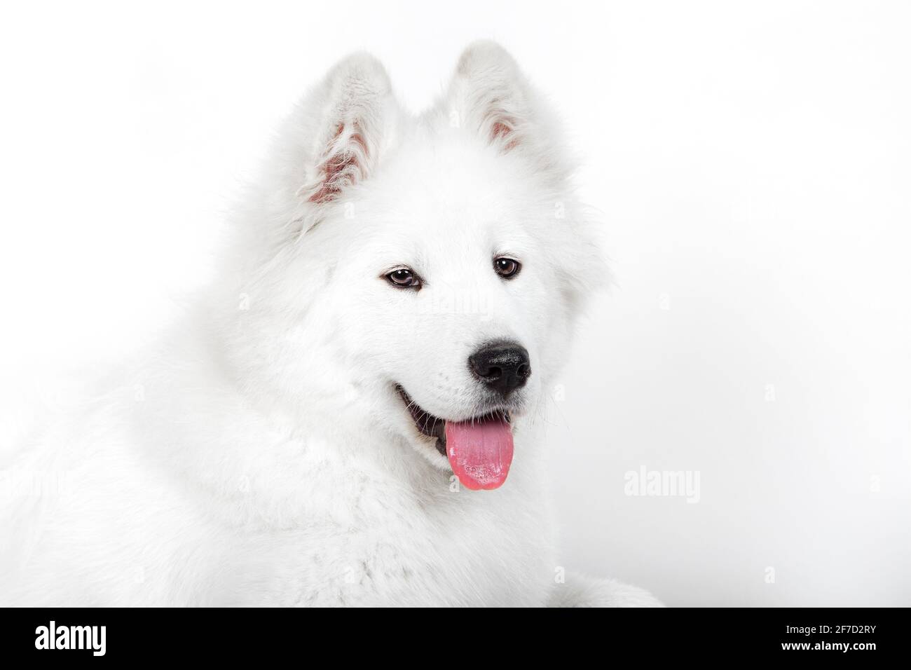 Gorgeous samoyed makes a charming and happy expression. Portrait ...