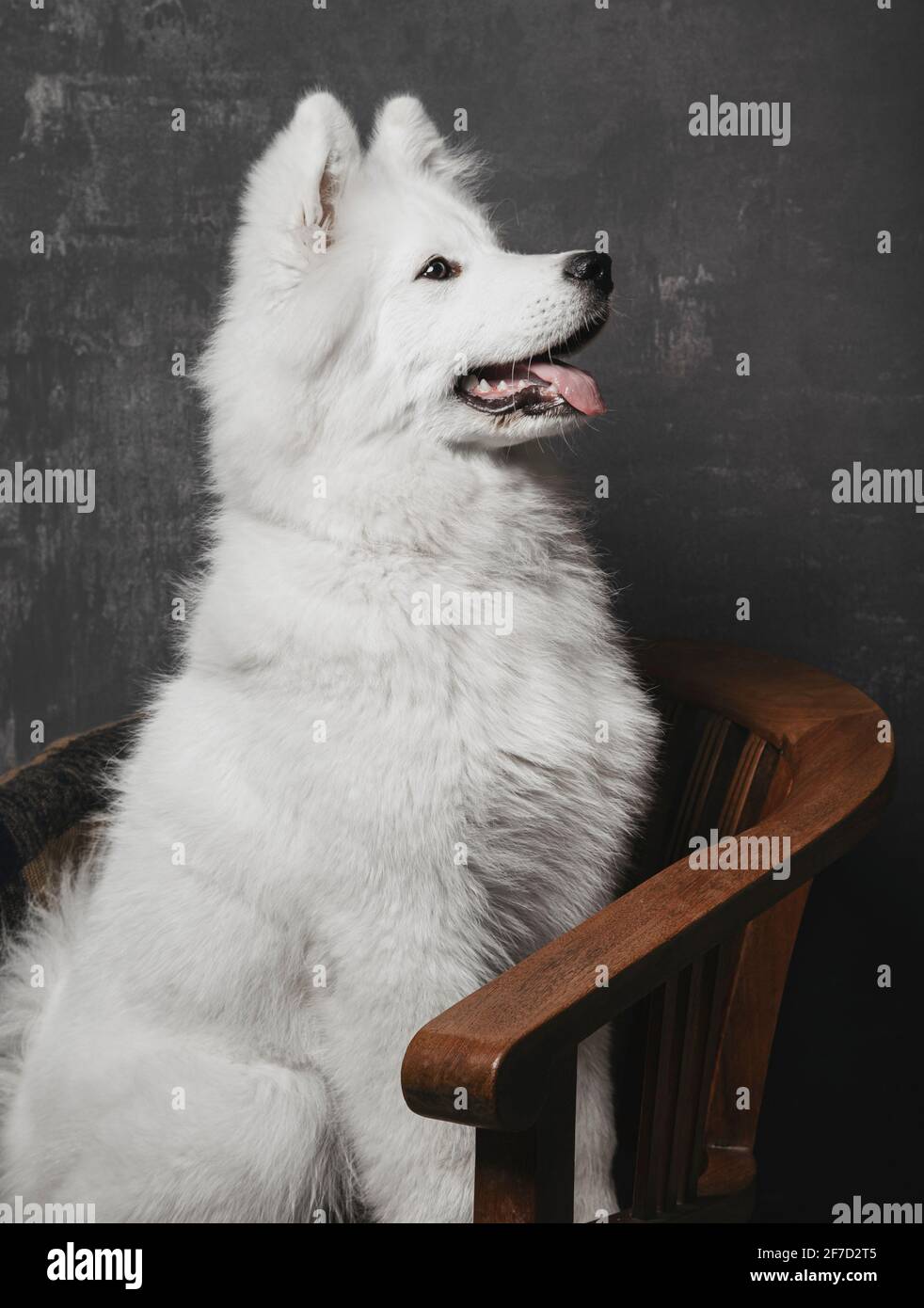 Samoyed sitting hi-res stock photography and images - Alamy