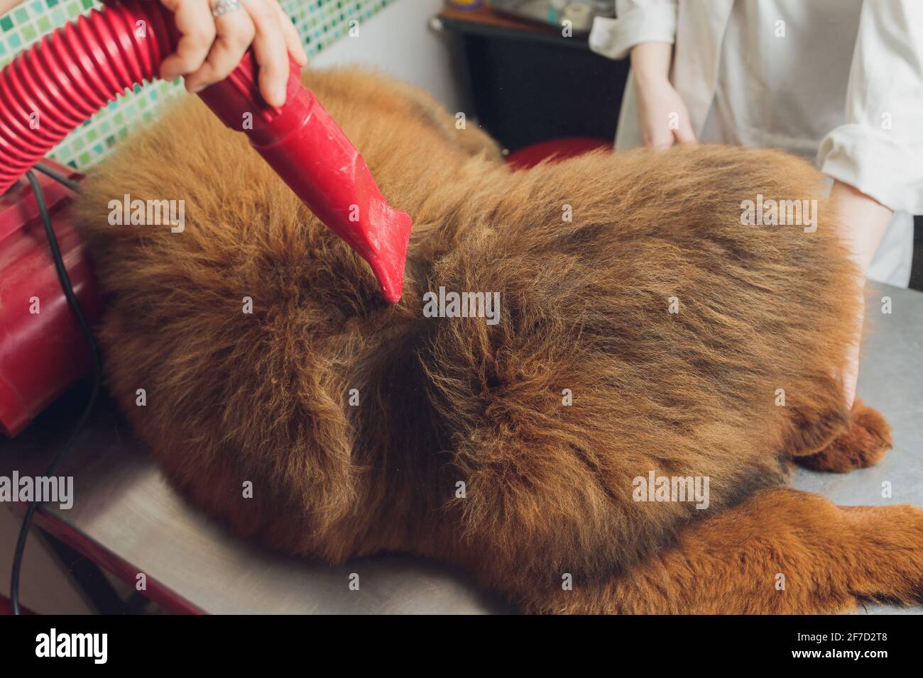 drying and combing wool of dog in grooming salon, professional groomer ...