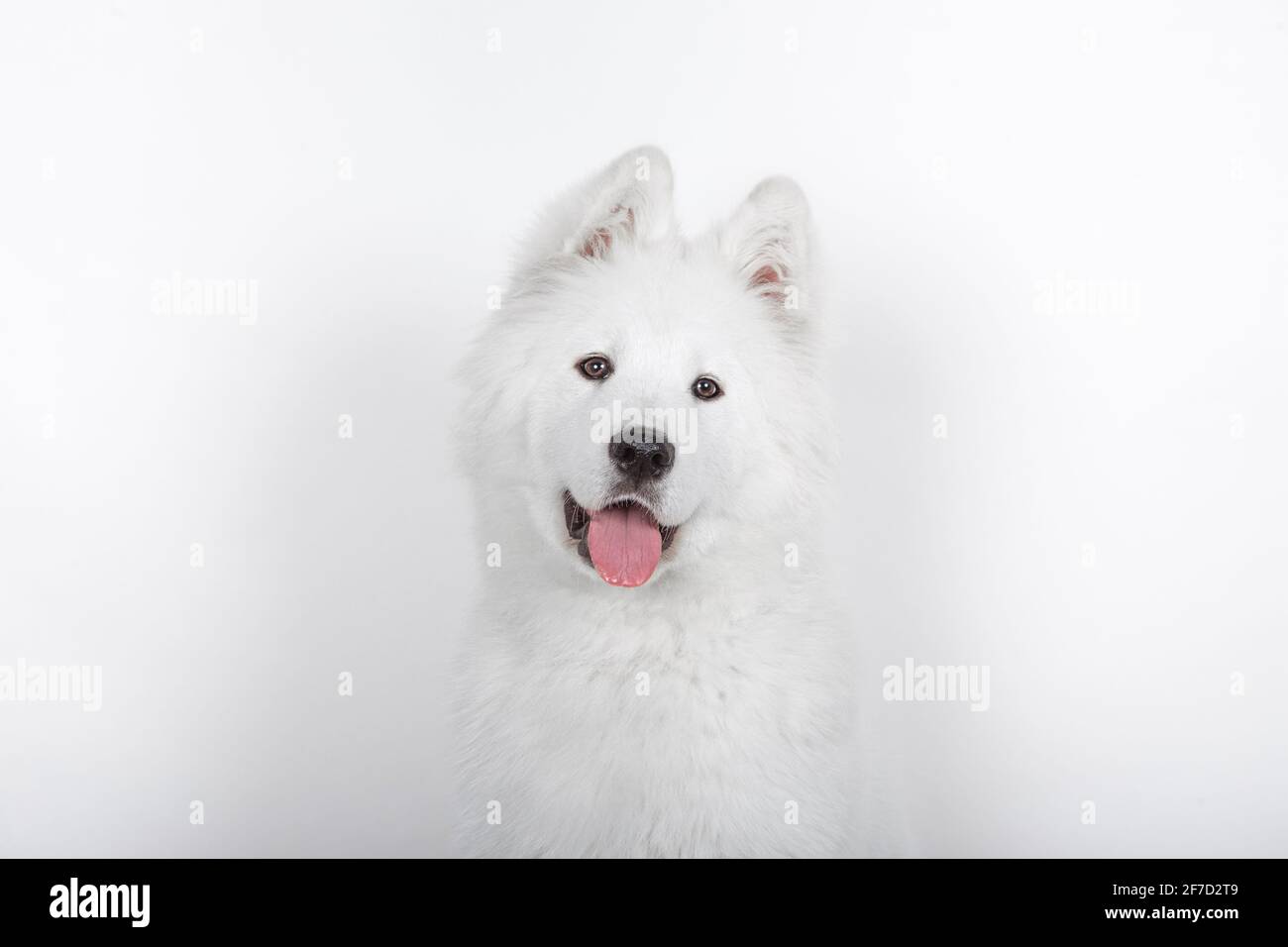 Samoyed Man High Resolution Stock Photography and Images - Alamy