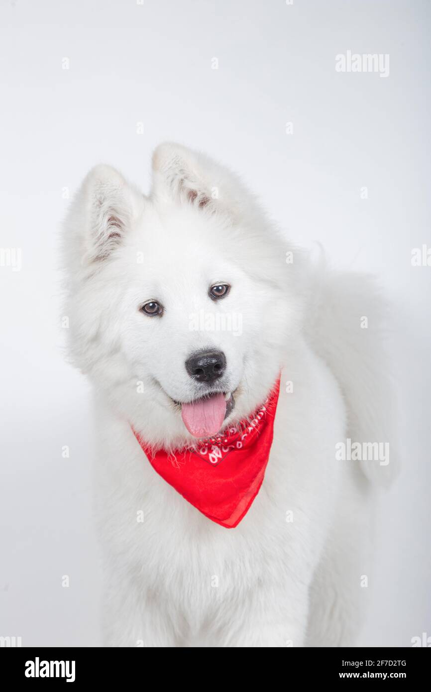 Isolated portrait of a Samoyed on white stu background with red scarf ...