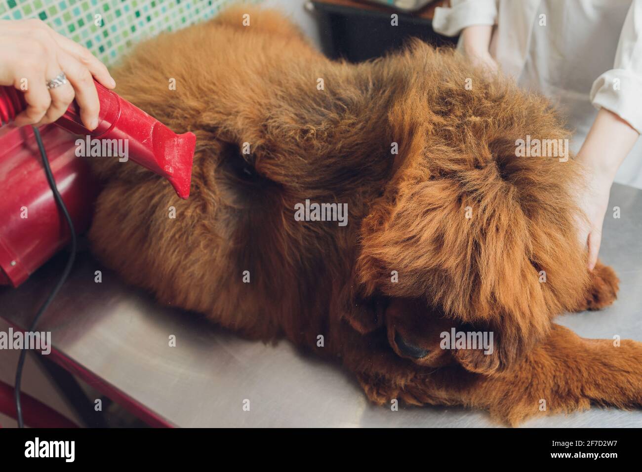 drying and combing wool of dog in grooming salon, professional groomer ...