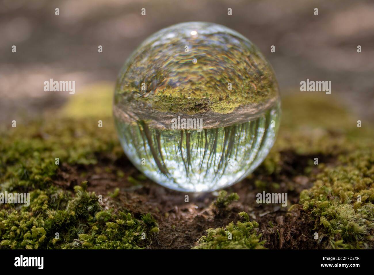 beautiful woodland scene reflected upside down in a crystal ball Stock ...