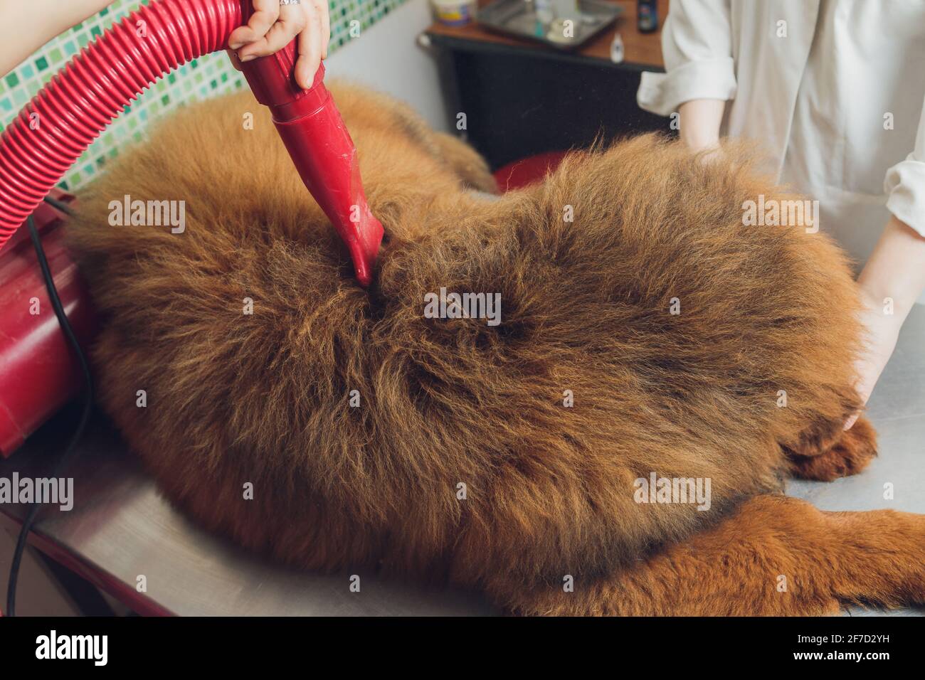 drying and combing wool of dog in grooming salon, professional groomer ...
