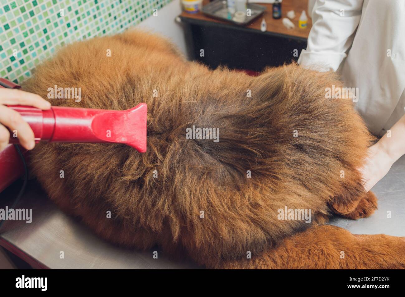 drying and combing wool of dog in grooming salon, professional groomer ...