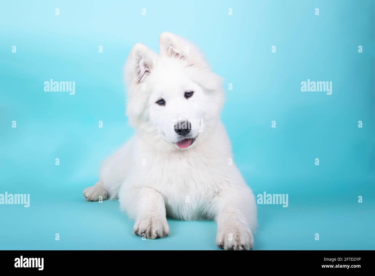 Gorgeous Samoyed puppy lying down looking happily at camera on a blue ...