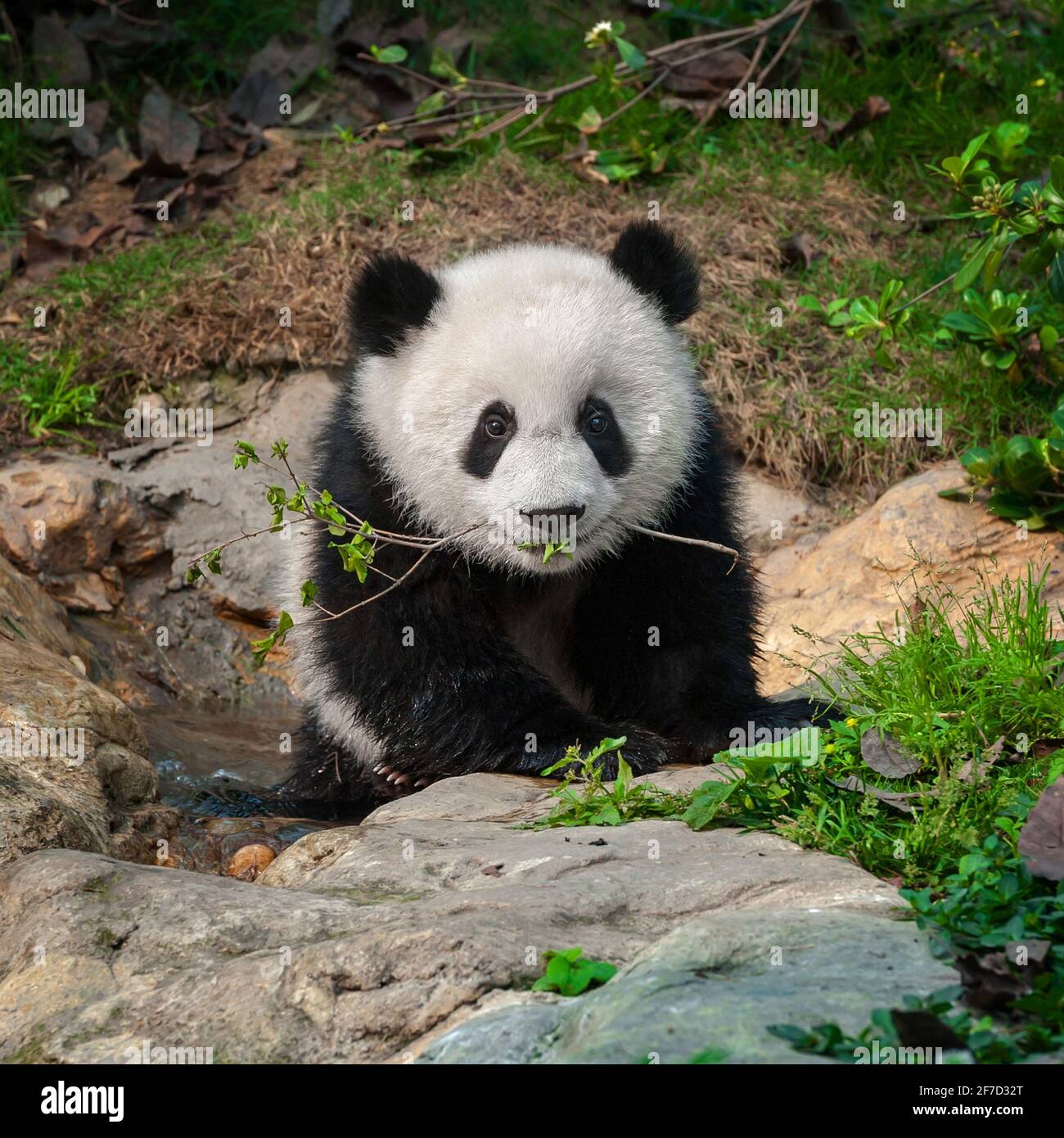 Young panda bear playing Stock Photo - Alamy