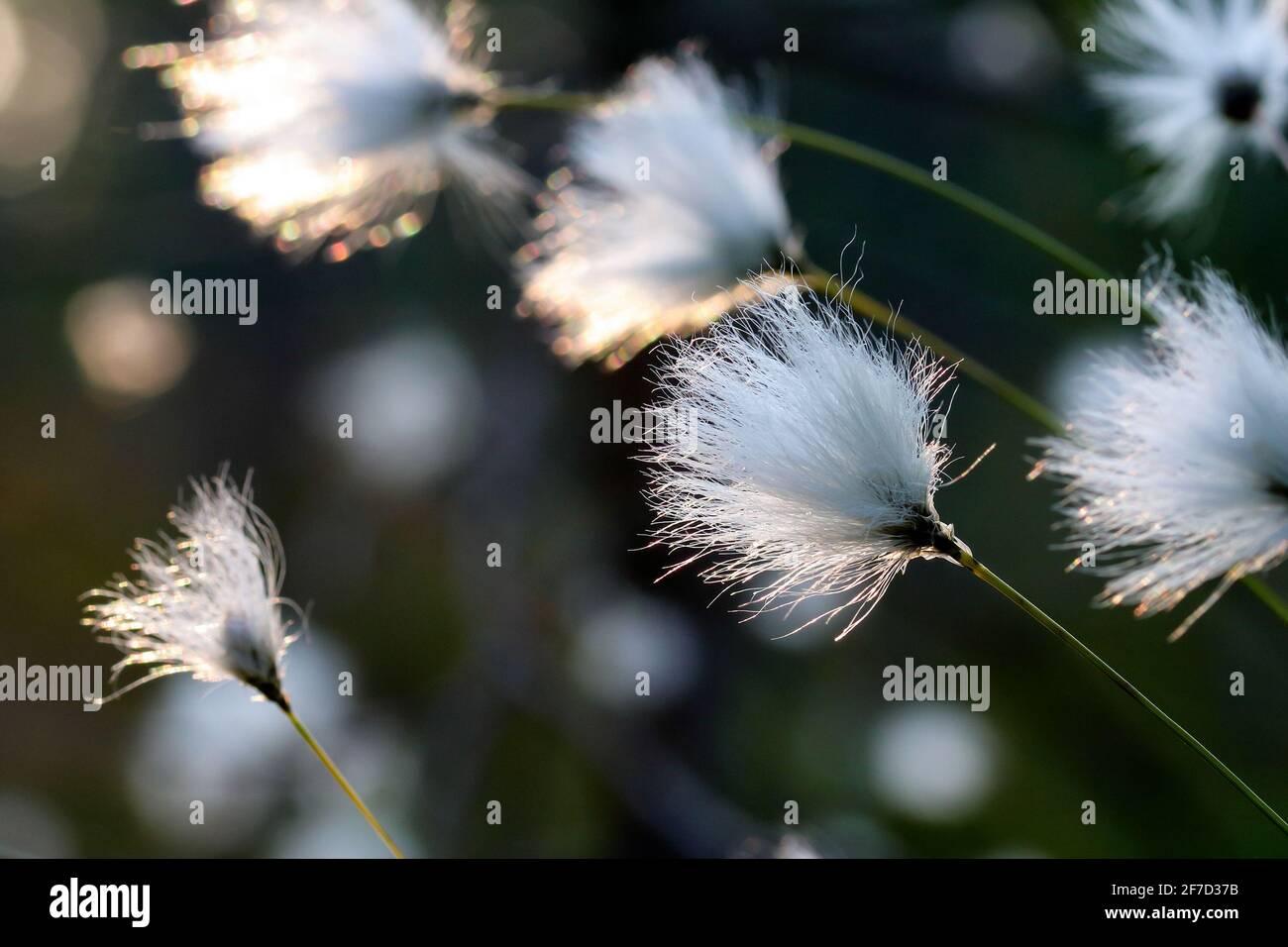 Tussock swamp hi-res stock photography and images - Alamy