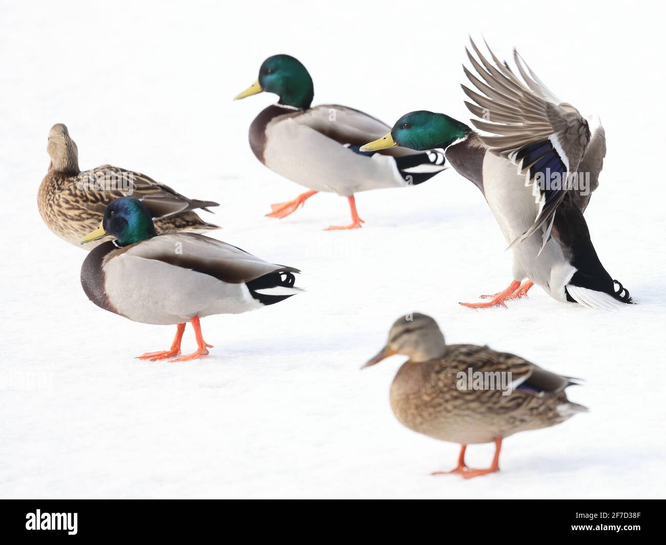 Wildfowl birds Cut Out Stock Images & Pictures - Alamy
