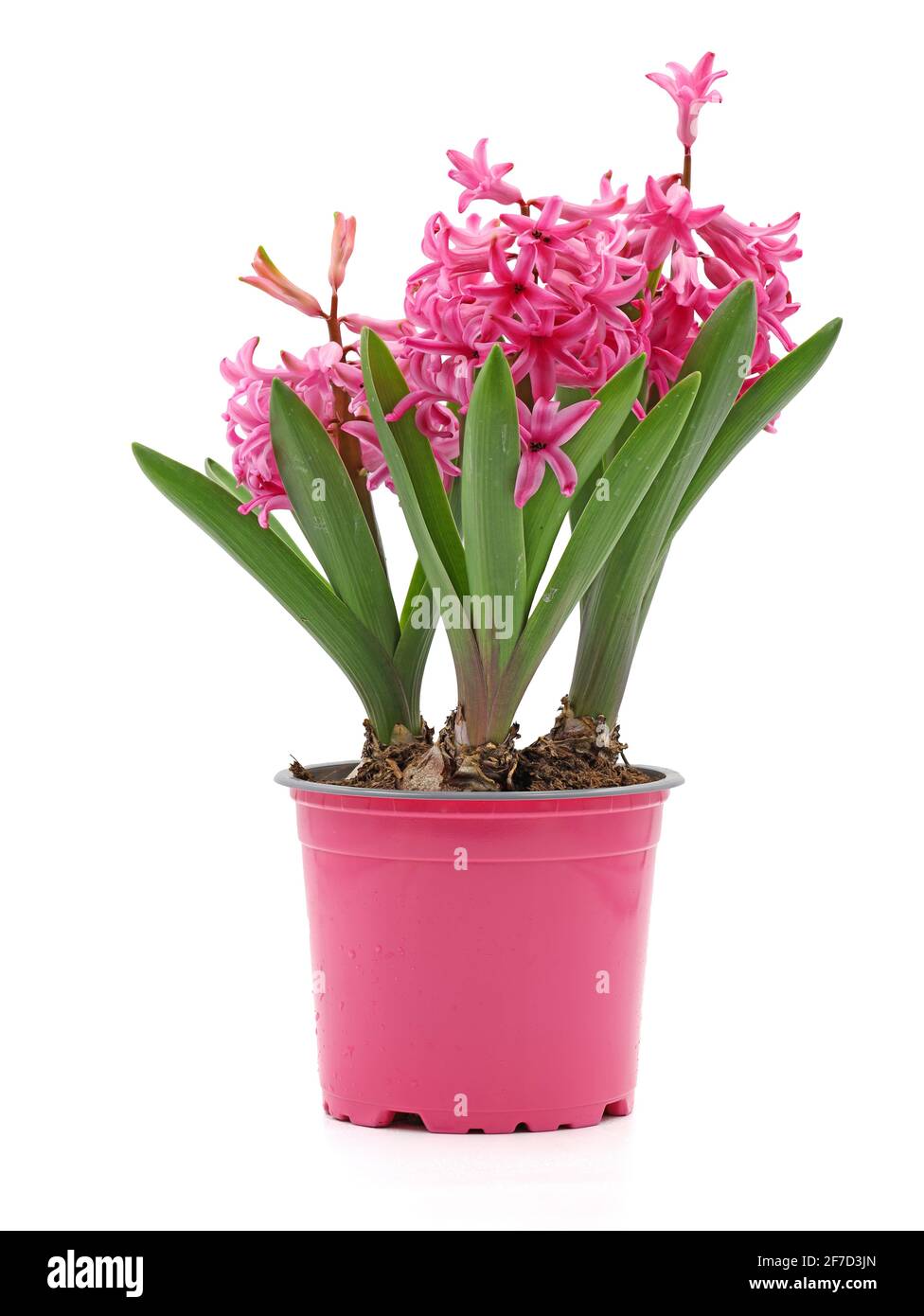 spring flower hyacinth, Hyacintus orientalis, in pink pot isolated on ...