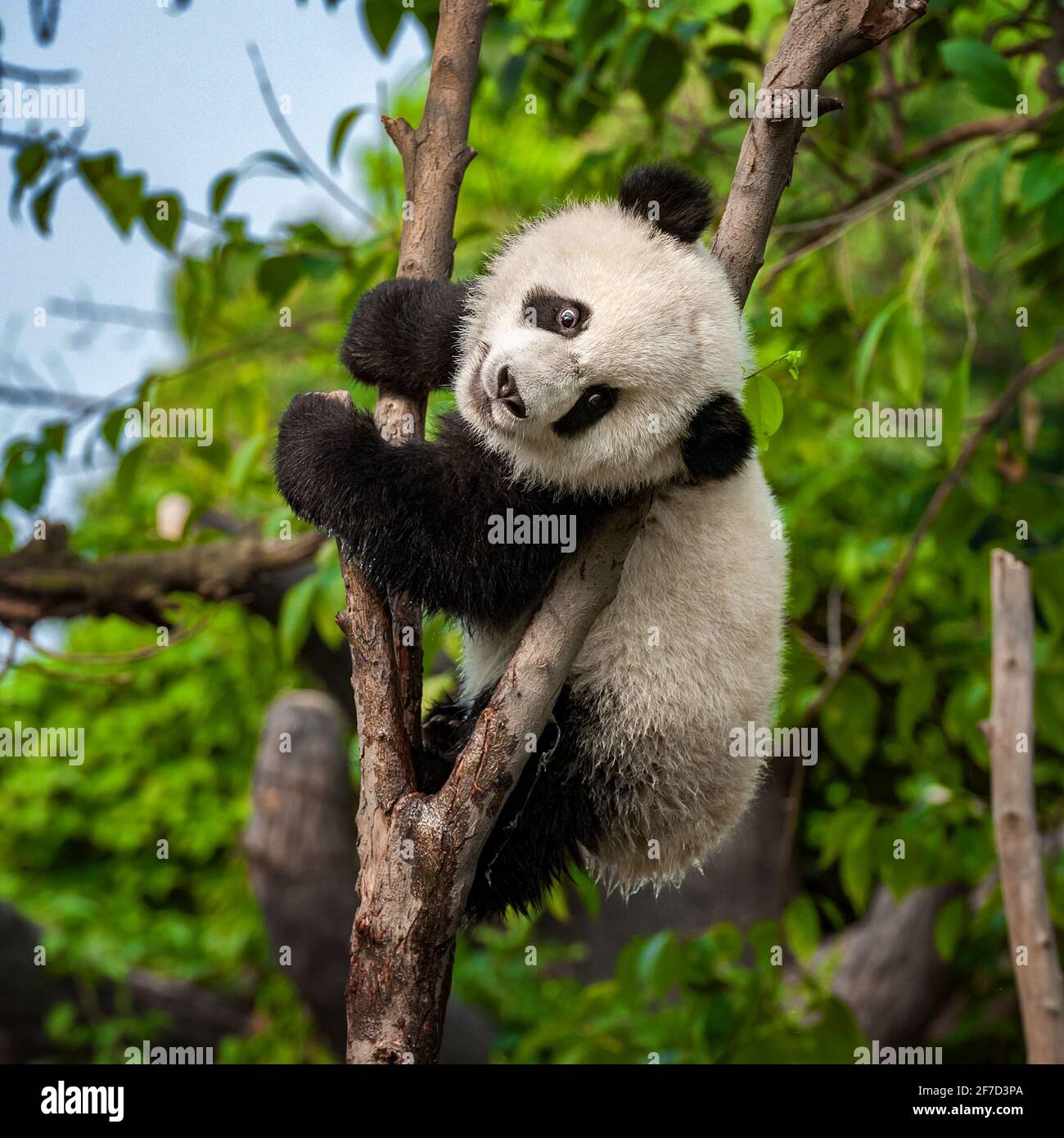 Panda bear playing in tree Stock Photo - Alamy
