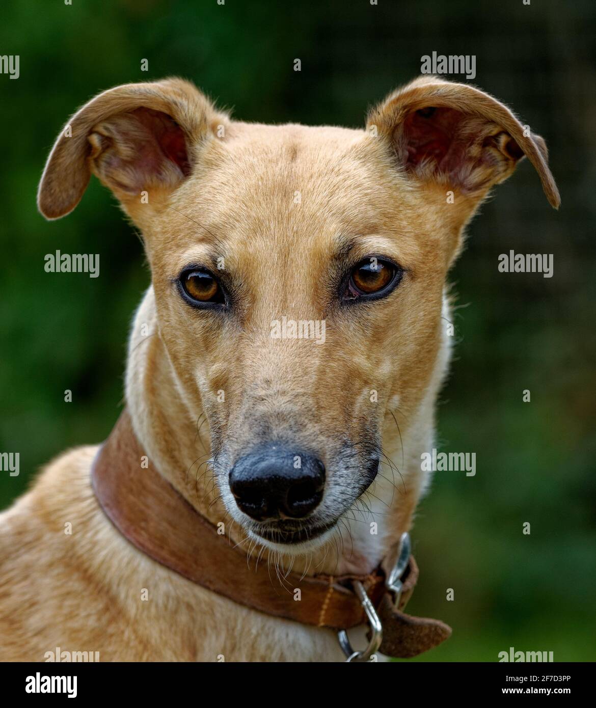Greyhound.Adult portrait,running dog outdoors close up Stock Photo - Alamy