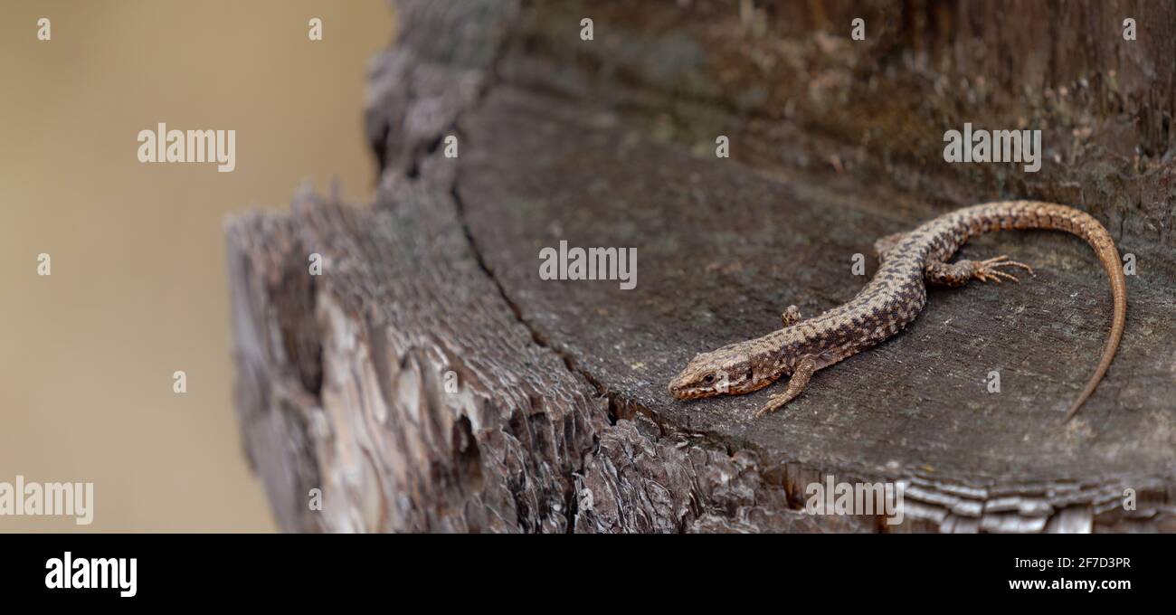 Common lizard on a tree hi-res stock photography and images - Alamy