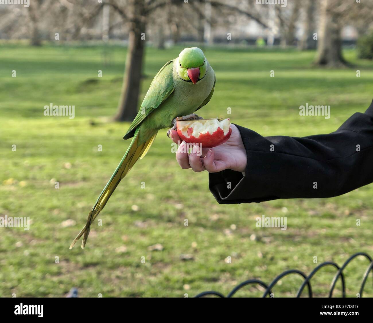 Parakeet in st james park london hi-res stock photography and images ...