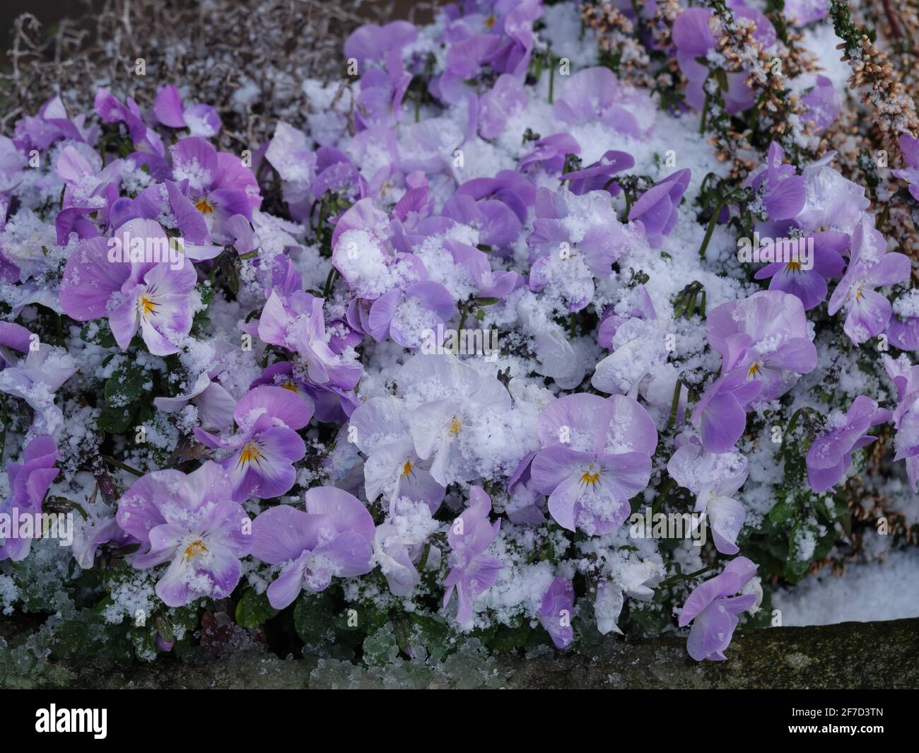 Flowers with snow Stock Photo - Alamy