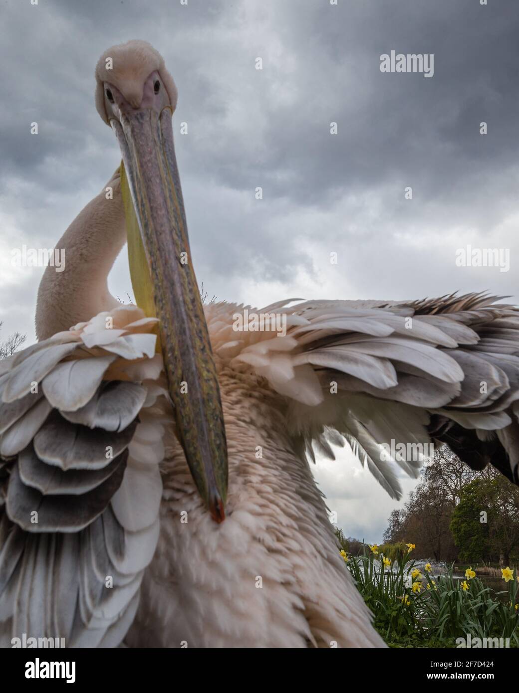 Pelican exotic big bird aquatic hi-res stock photography and images - Alamy