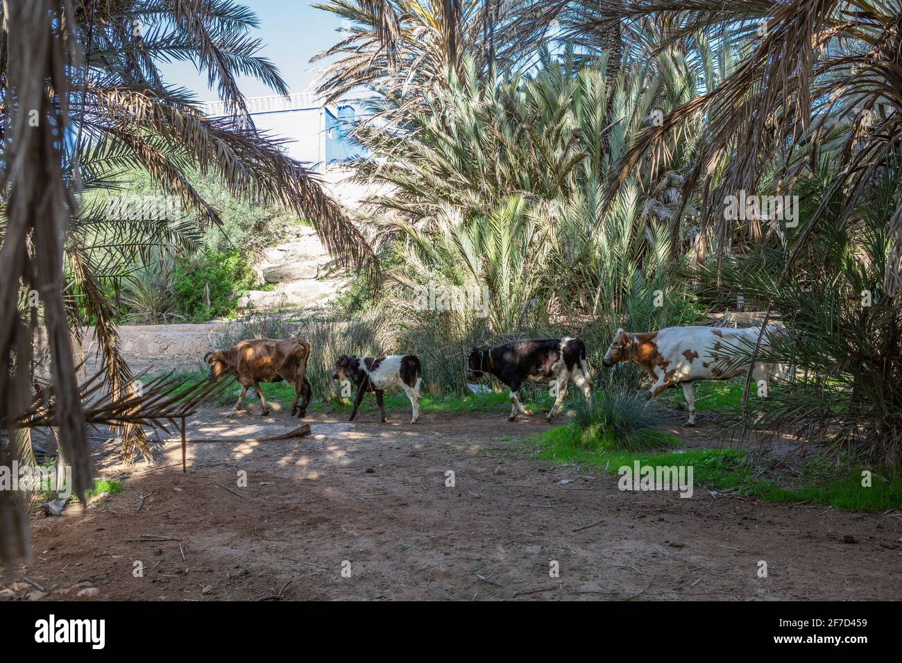 Oasis area hi-res stock photography and images - Alamy
