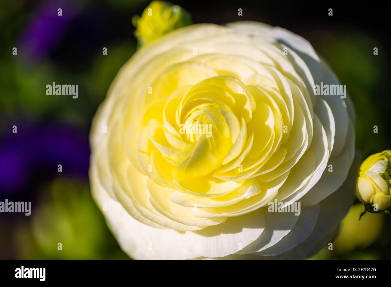 white Ranunkel in spring, fresh , blossom, flower Stock Photo - Alamy