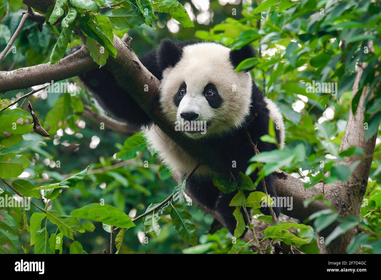 Panda Bear In A Tree
