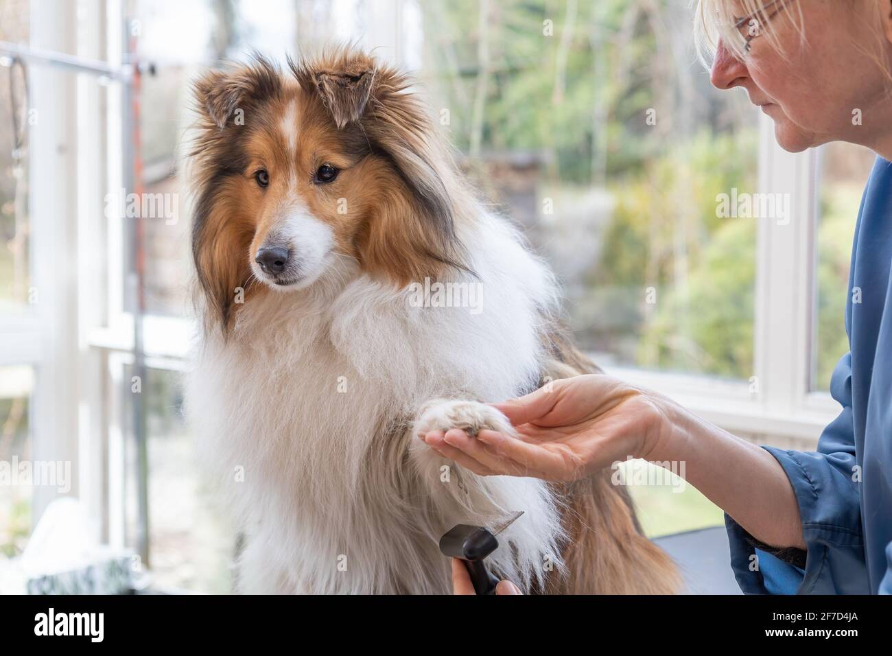 Trimming Sheltie Dog. Professional groomer is holding a dog's raised ...