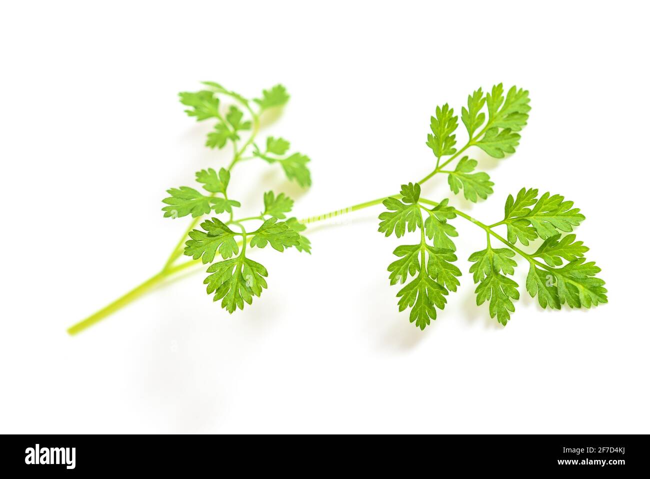 Chervil Garden High Resolution Stock Photography and Images - Alamy