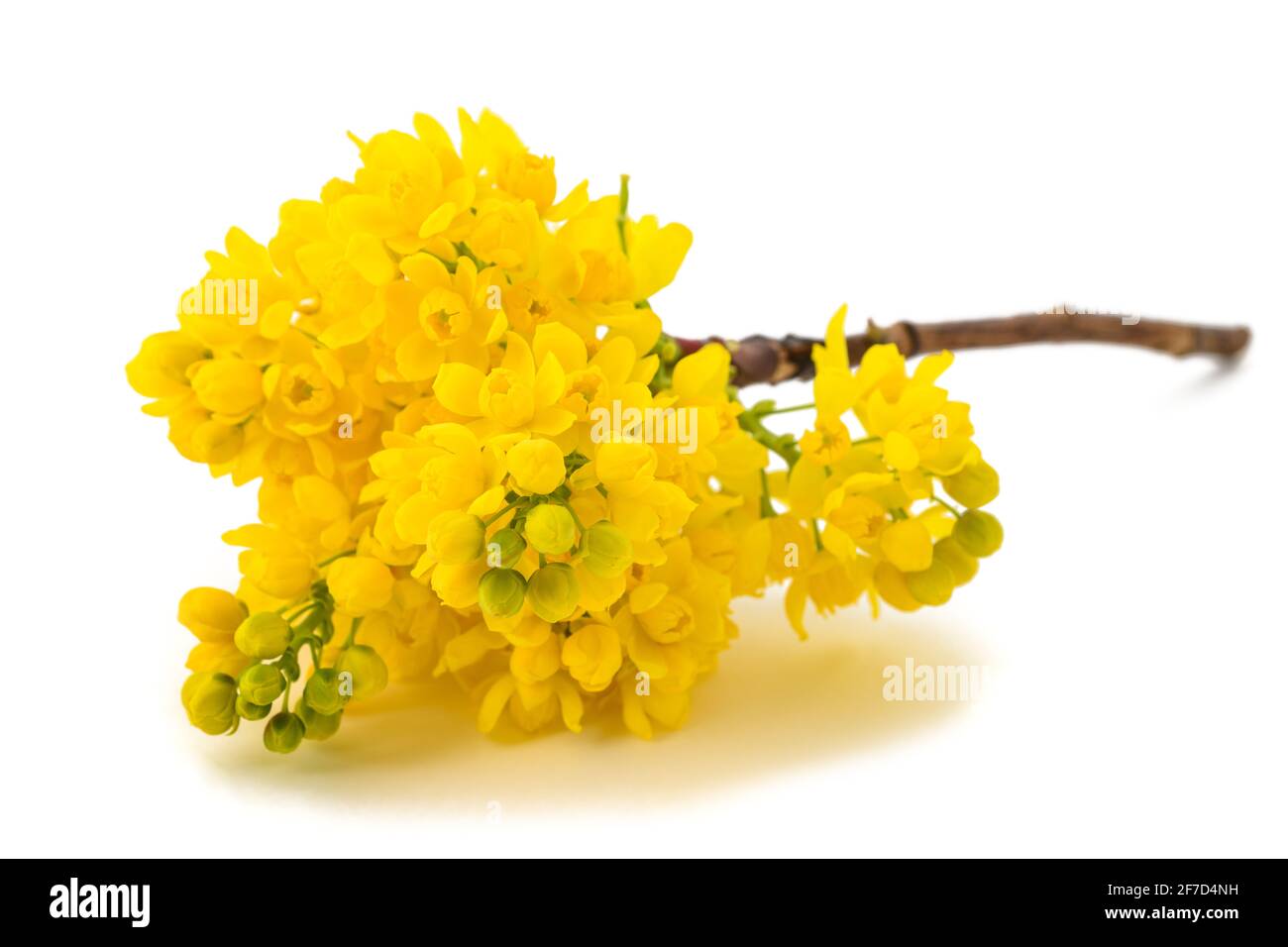 Oregon grape flowers isolated on white background Stock Photo - Alamy