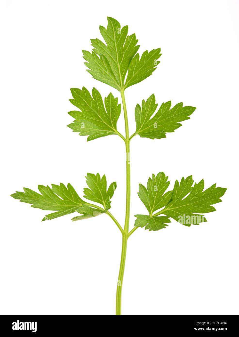 Parsley the herb hi-res stock photography and images - Alamy