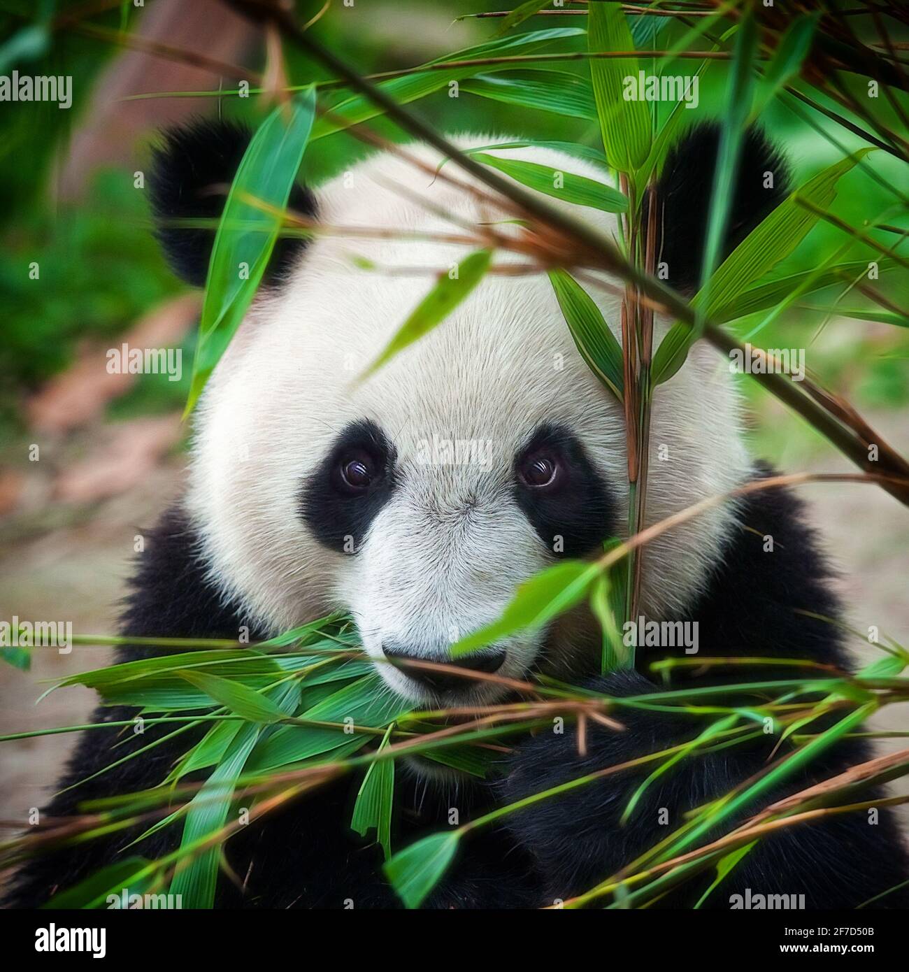 Panda bear eating bamboo Stock Photo - Alamy