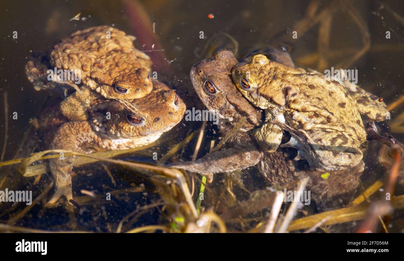 Ecosystem animals hi-res stock photography and images - Alamy