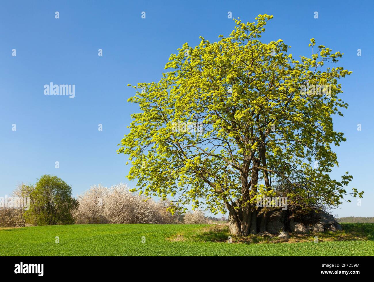 Field maples tree garden hi-res stock photography and images - Alamy