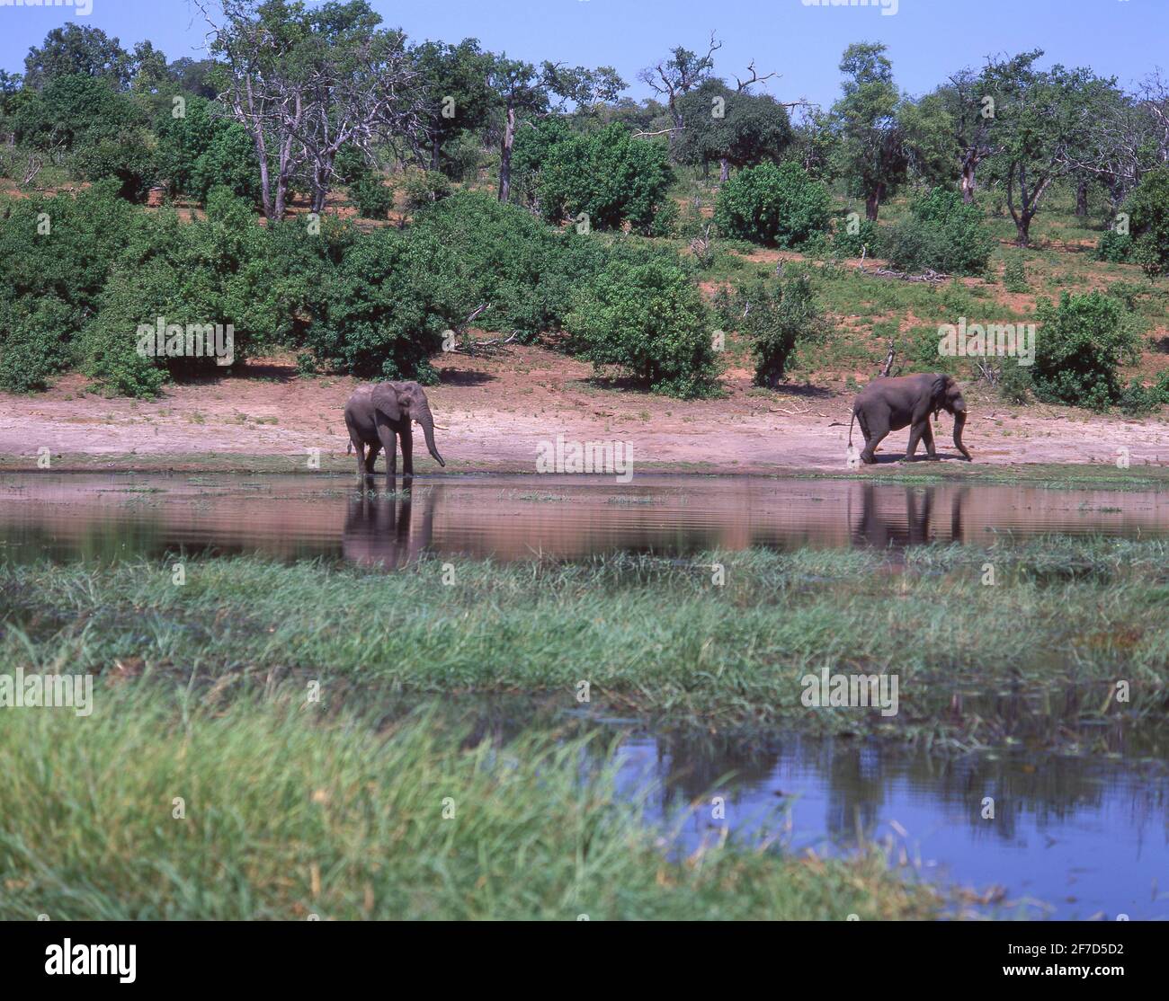 Elephants playing In River, Chobe National Park, Chobe, Republic of ...