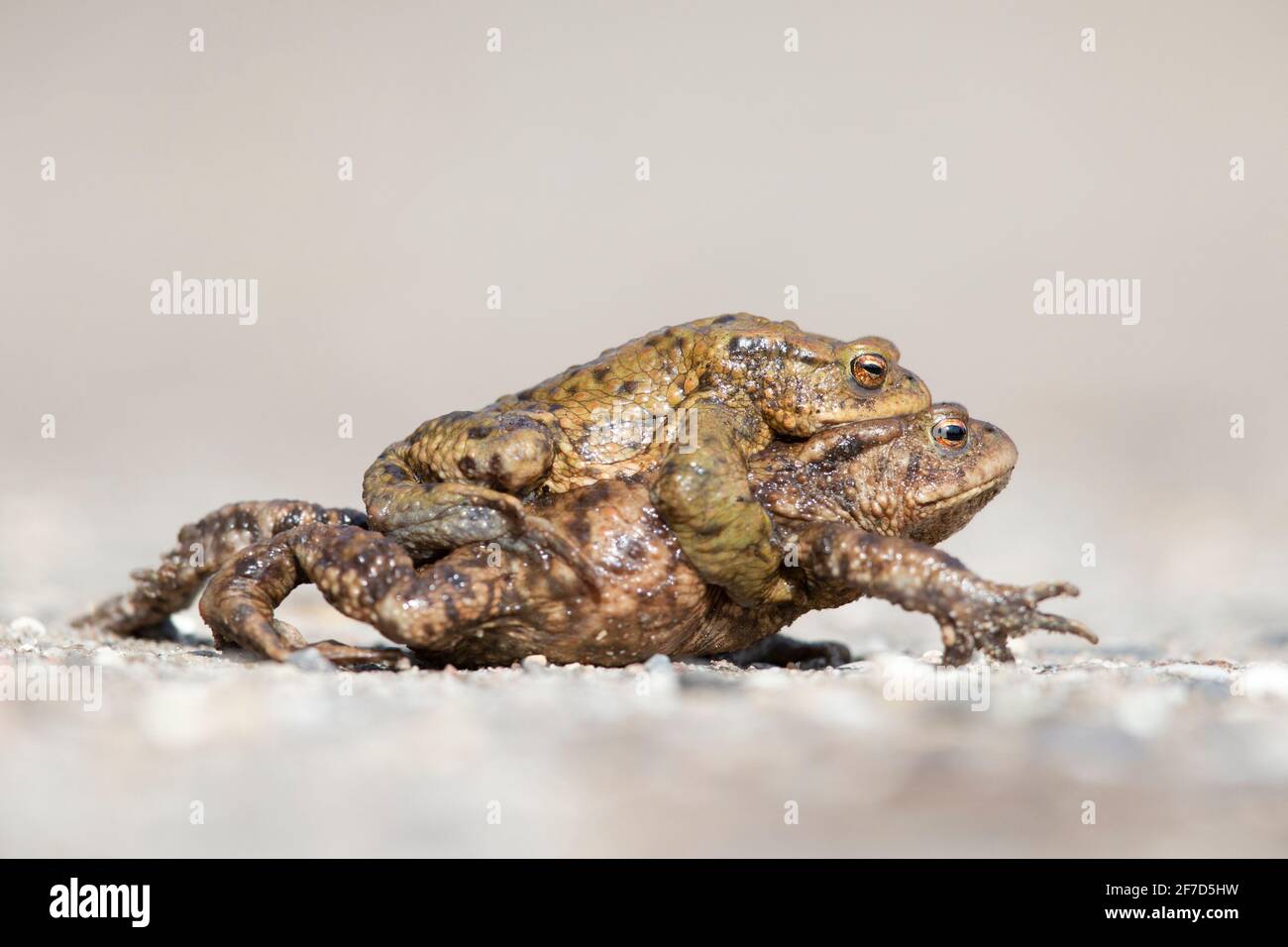 Toad crossing a street hi-res stock photography and images - Alamy