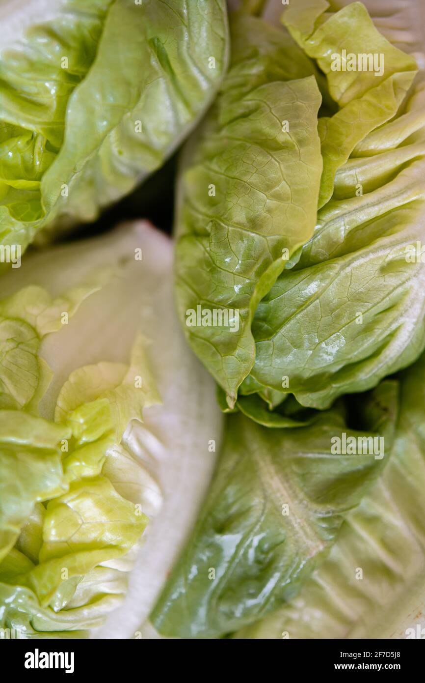 Iceberg lettuce. Green leaves of fresh iceberg lettuce close up ...