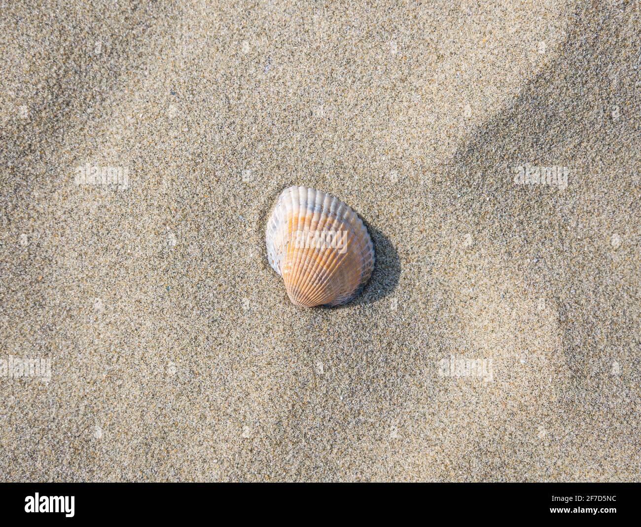 Small bivalve seashell isolated hi-res stock photography and images - Alamy