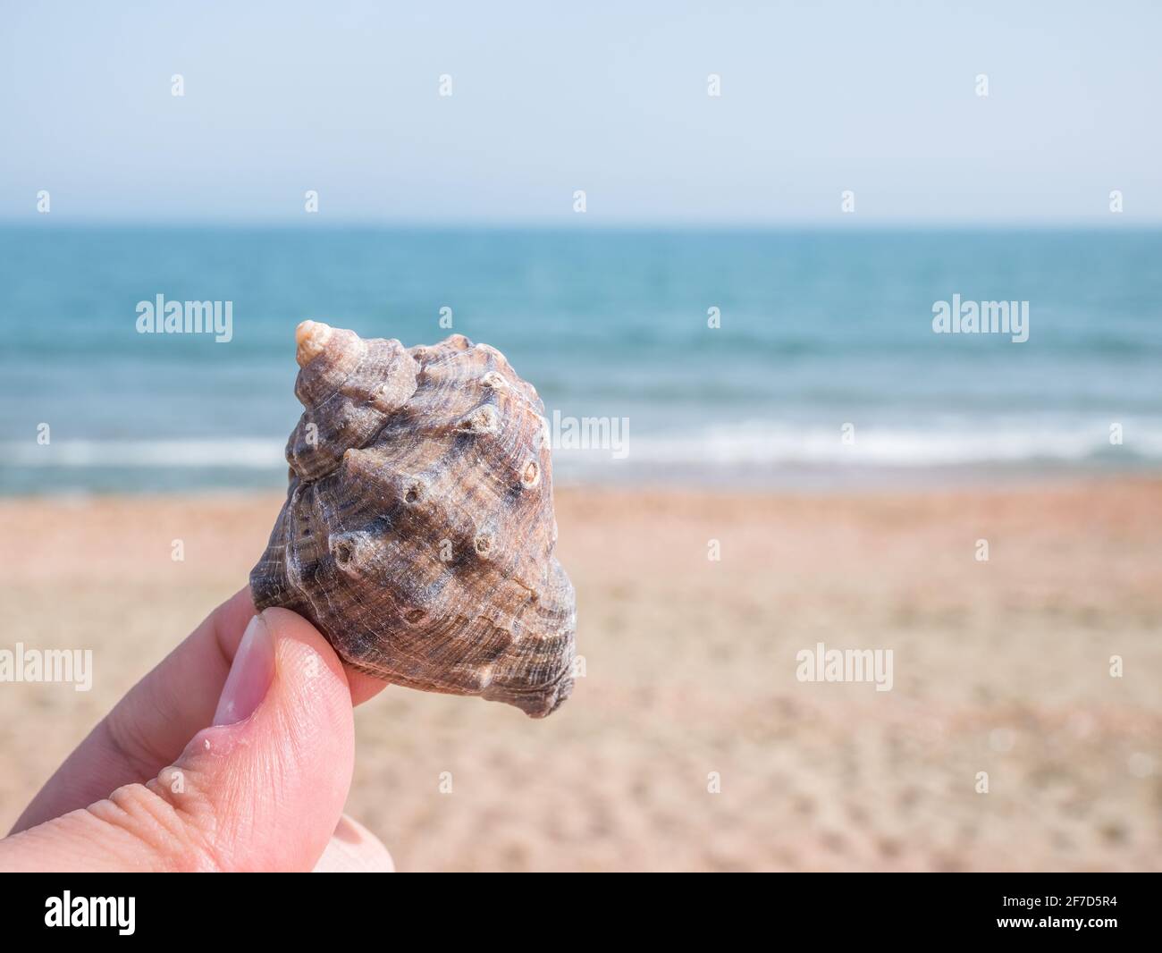 Hand holding a seashell with the sea and beach in the background ...