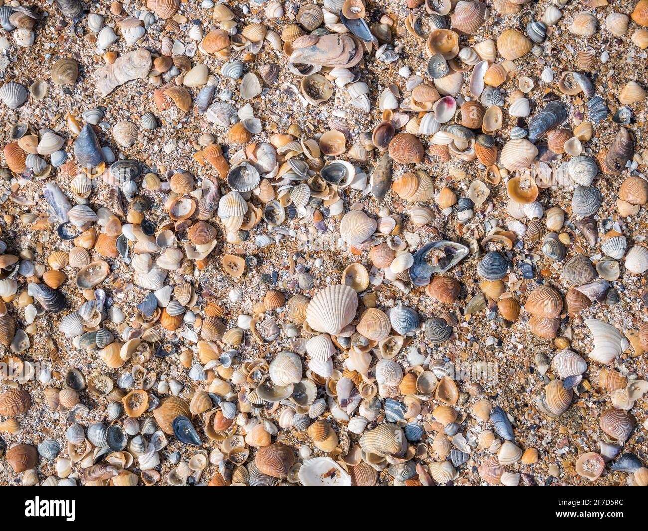 Broken mussel shells hi-res stock photography and images - Alamy