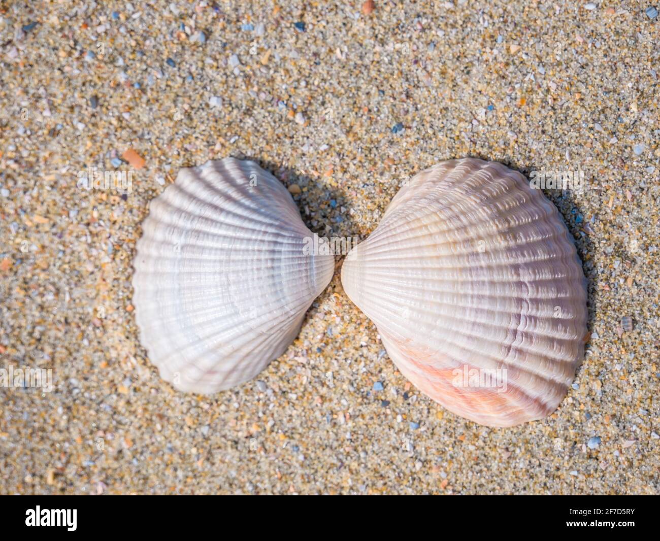 Small bivalve seashell isolated hi-res stock photography and images - Alamy