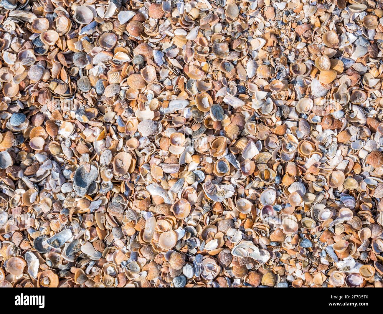 Various broken seashells fragments on the sandy beach. Background ...