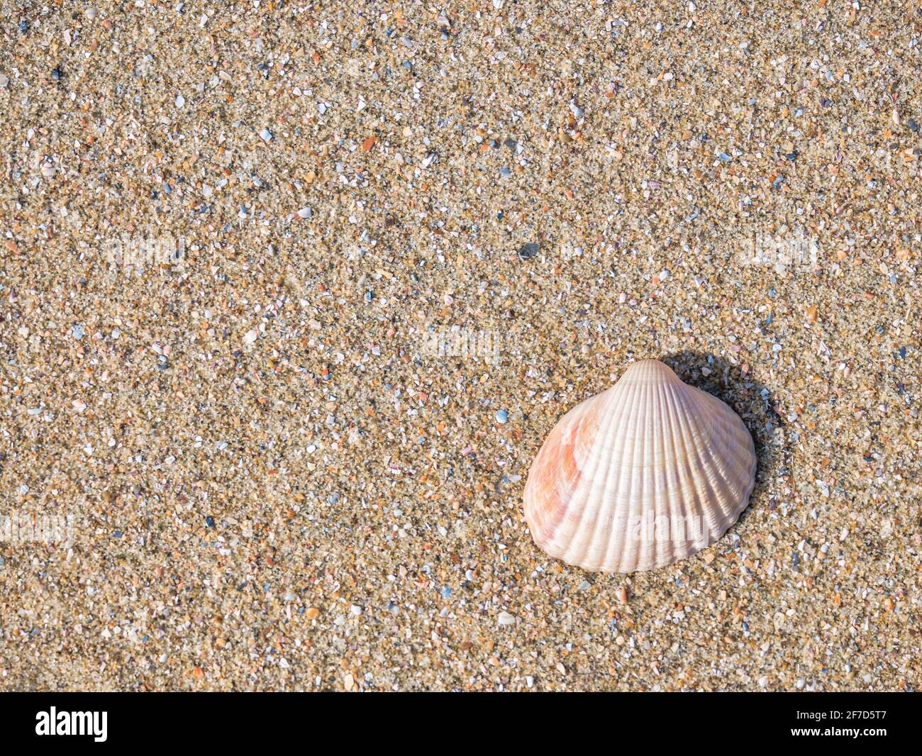 Small seashell cockle on the beach in the sand Stock Photo - Alamy