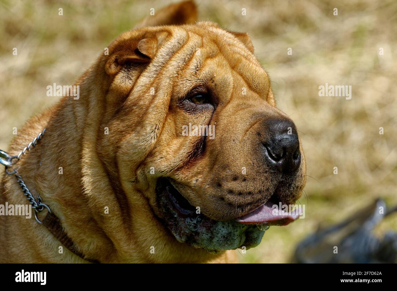Sharpei Adult Chinese fighting dog wrinkled skin Stock Photo - Alamy