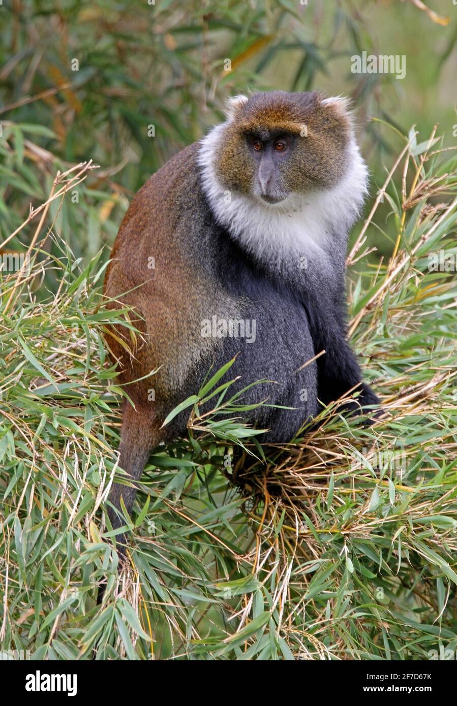 Kolbi hi-res stock photography and images - Alamy