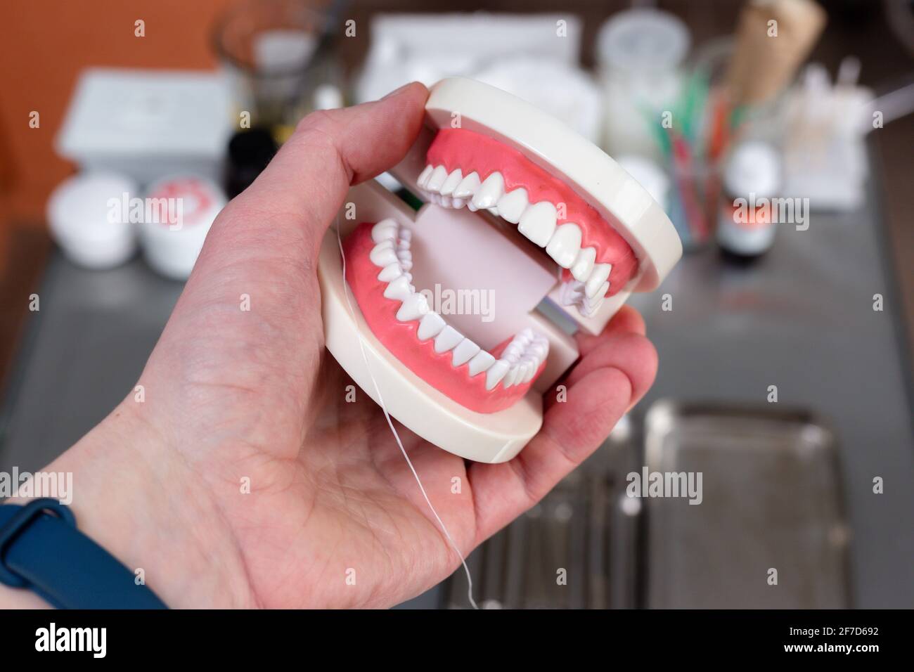 Mock up jaw with teeth holds in hand Stock Photo - Alamy