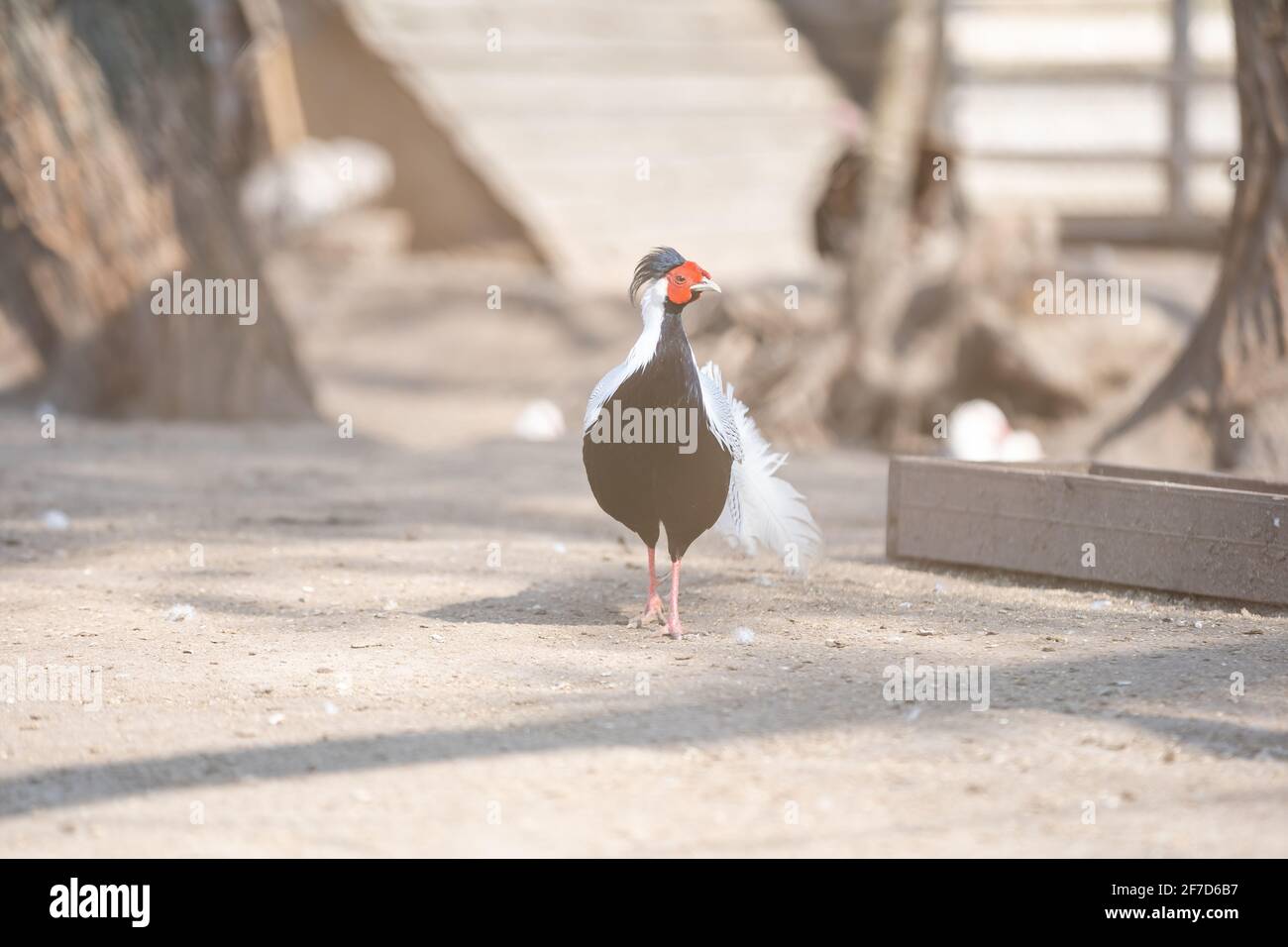 Guinea fowl chicks hi-res stock photography and images - Alamy
