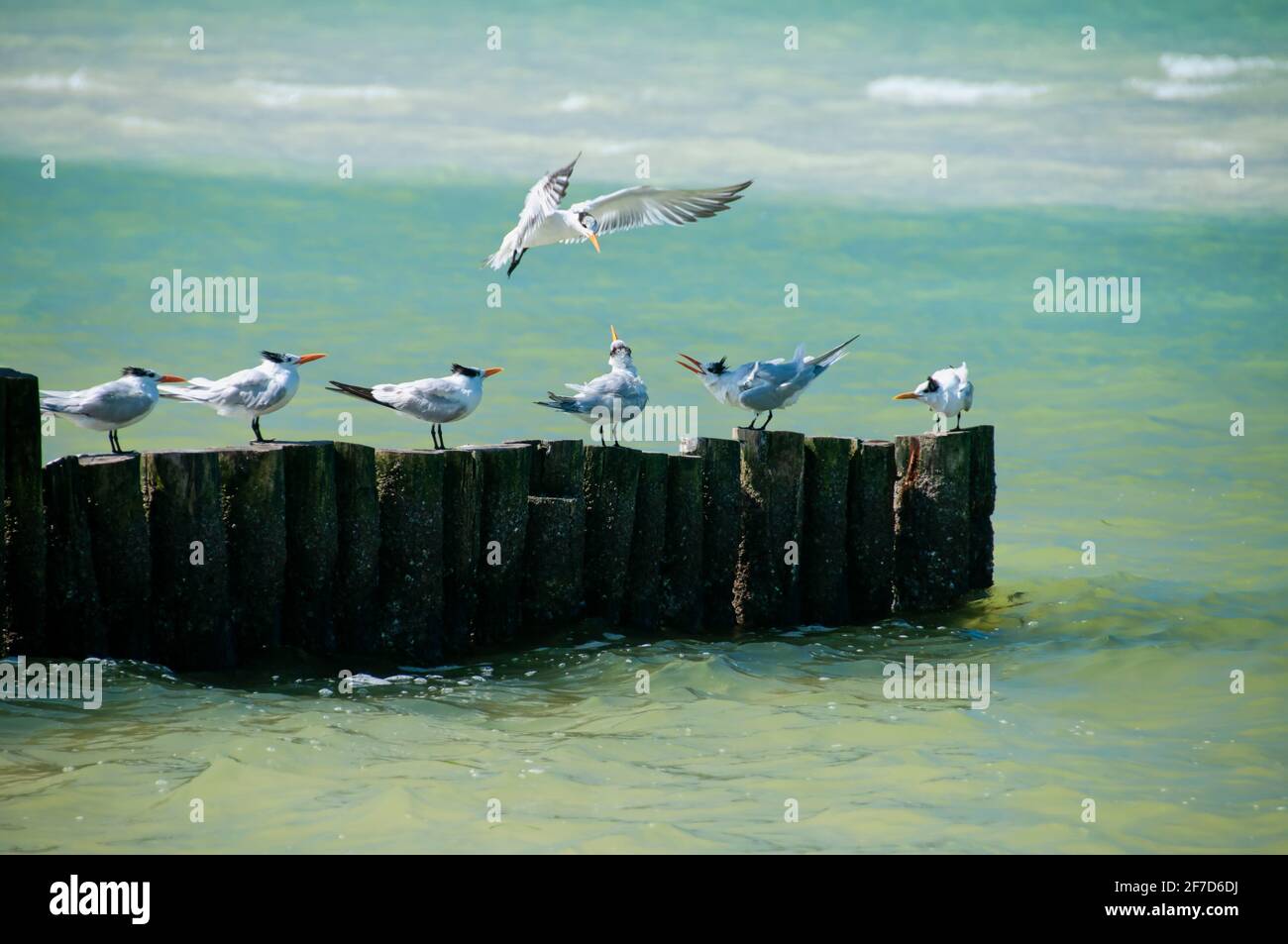 Group of seabirds Sterna Maxima or Thalasseus Maximus, resting on ...