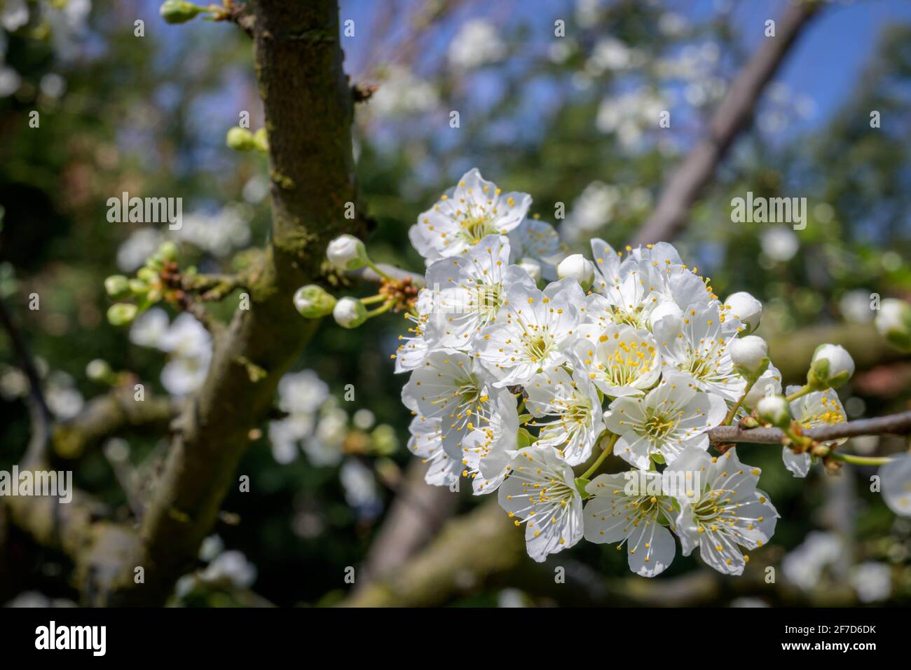 Plum garden in full bloom hi-res stock photography and images - Alamy