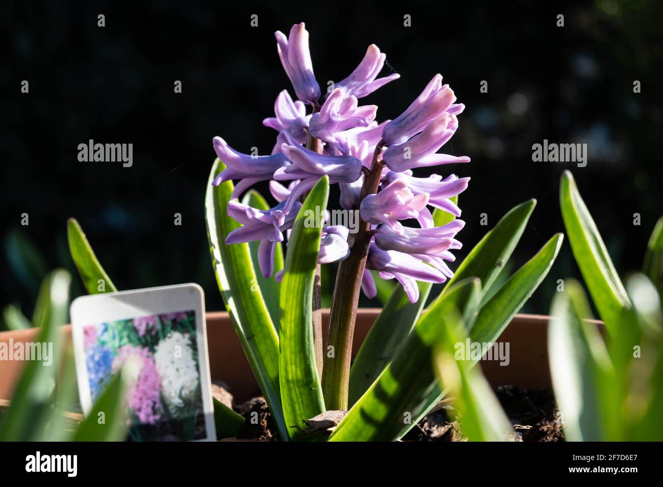 Hyacinthus is a genus of plants from the Asparagaceae family ...