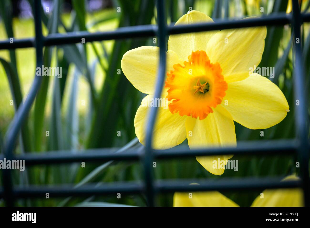 Narcissus L. is a genus of bulb plants of the Amaryllidaceae family ...